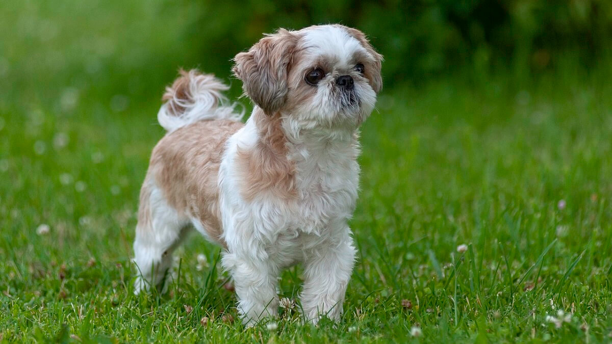Shih Tzu Opis Rasy Wygląd Charakter Cena Dla Kogo Mój Pupil
